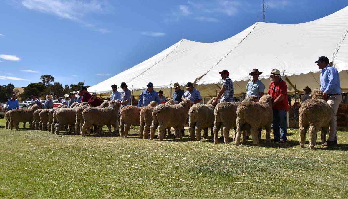 Elder's SA Merino Stud Expo - Visit Burra