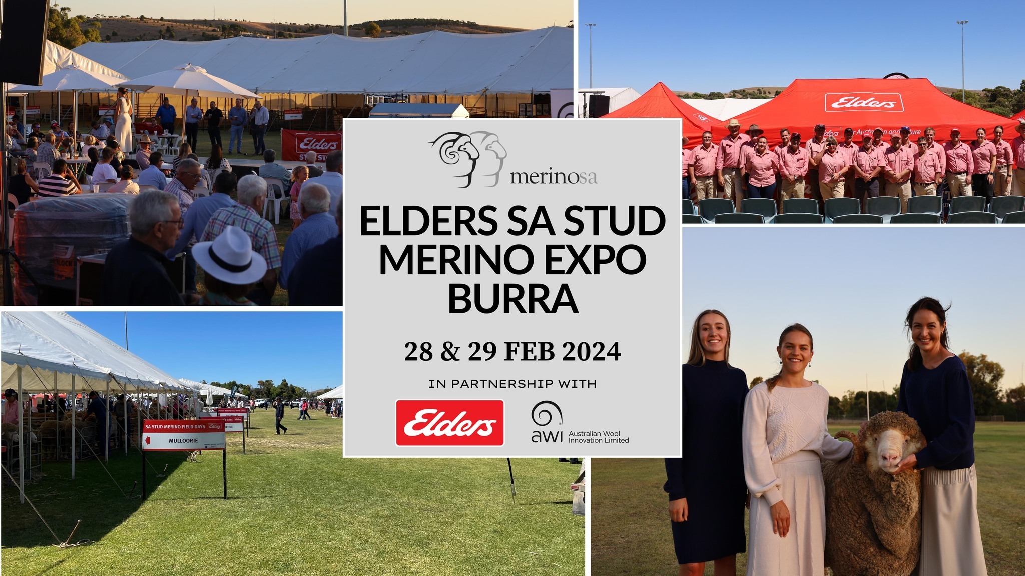 Elders SA Merino Expo 2024 - Visit Burra