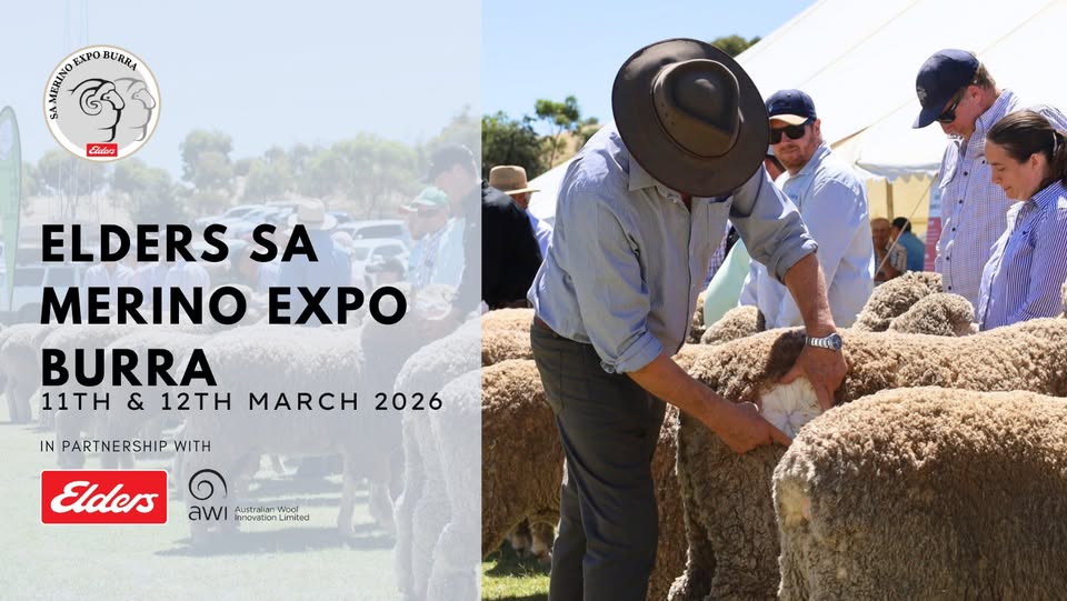 Elders SA Stud Merino Expo - Visit Burra